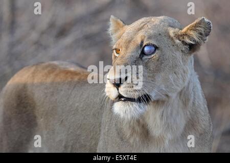 Lioness (Panthera leo), female, with a blind eye, Kruger National Park ...