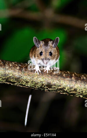 mouse on branch Stock Photo - Alamy