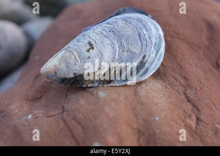 A mussel cultivated in Englishtown Stock Photo - Alamy