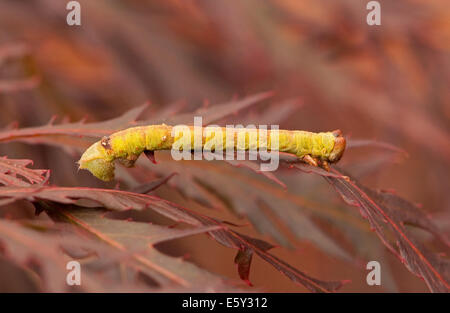 Peppered Moth Caterpillar on Japanese Maple Stock Photo - Alamy