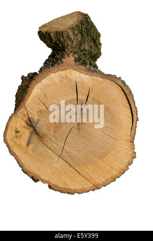 Illustration of cross section of oak tree, sample in black and white ...