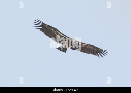 Rüppell's vulture (Gyps rueppelli), also called Rüppell's griffon ...