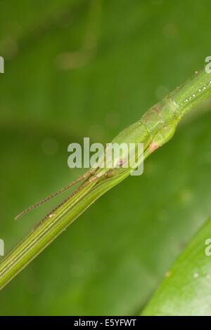 The Phasmatodea (also known as Phasmida or Phasmatoptera) are an order ...