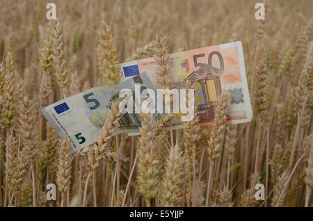 Euro banknotes with wheat ears on wicker tray in sunlight Stock Photo ...