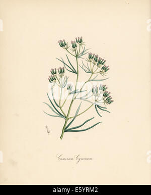 Cumin, Cuminum cyminum. Handcoloured lithograph by Hanhart after a ...