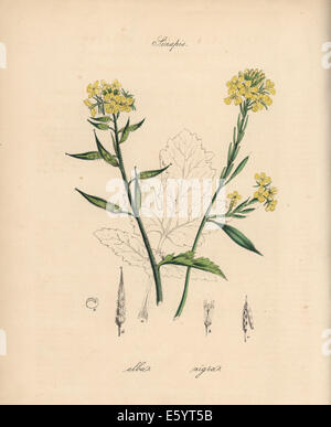 Black mustard, Sinapis nigra Stock Photo - Alamy