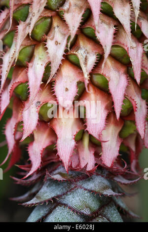 pineapple at Kew Gardens Stock Photo - Alamy
