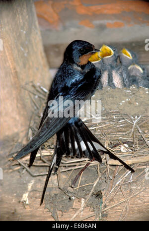Swallow Hirundo rustica At nest with young nest in shed Stock Photo - Alamy