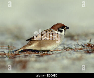 Tree Sparrow (Passer montanus). Adult bird standing on a meadow ...