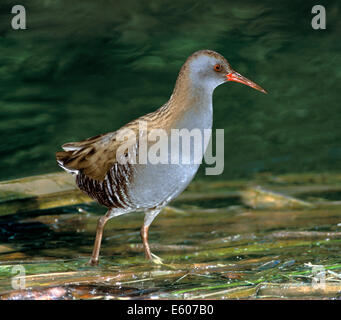 water rail rallus aquaticus Stock Photo - Alamy