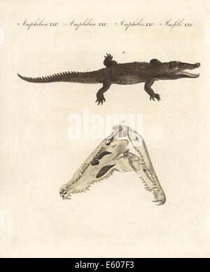 American crocodile, Crocodylus acutus. Vulnerable. Illustration drawn ...