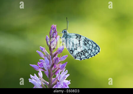 Life Cycle of an Orchid Stock Photo - Alamy