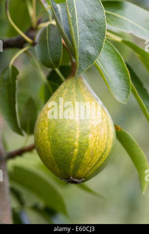 Pear 'Pysanka'. Striped green and yellow dessert pear Stock Photo - Alamy
