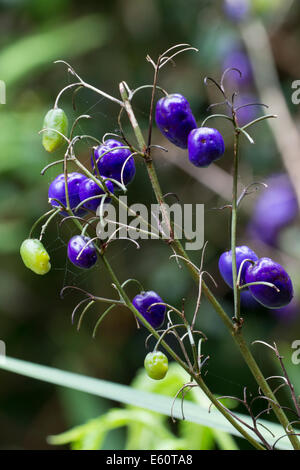 Blue seed pods of the evergreen perennial, Dianella tasmanica Stock ...