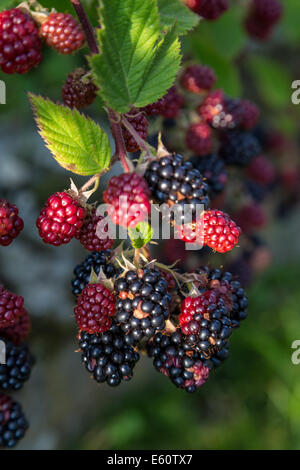 ripe and unripe blackberries on the bush with selective focus. Bunch of ...