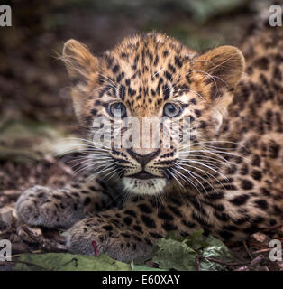 Male Amur leopard looking at camera (head shot Stock Photo - Alamy