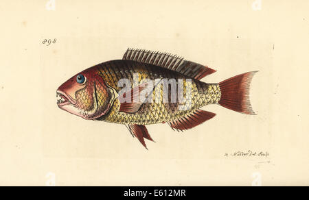 Orange-dotted tuskfish, Choerodon anchorago (Anchor-toothed sparus ...