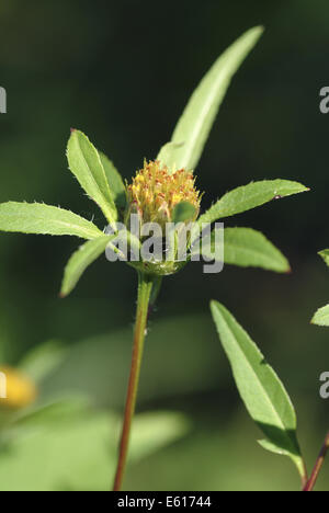 beggar-ticks, devils beggar-ticks (Bidens frondosa), blooming, Germany ...