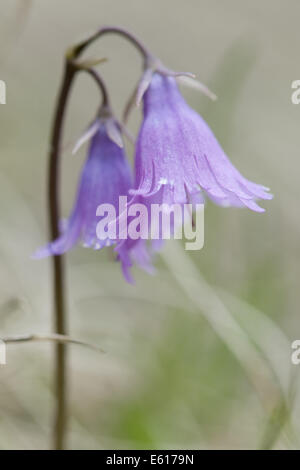 Alpine Snowbell (Soldanella alpina), flowering plants in snow Stock ...