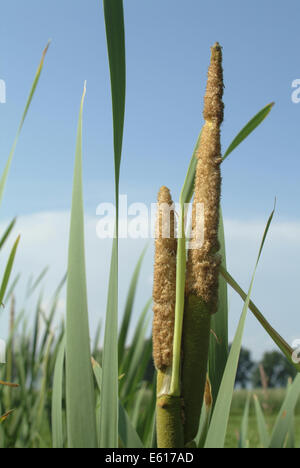 Common bulrush / broadleaf cattail / common cattail (Typha latifolia ...