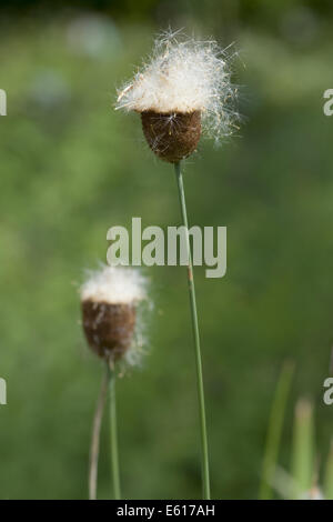 Dwarf bulrush ( Typha Minima, Least bulrush, Miniature cattail) of ...