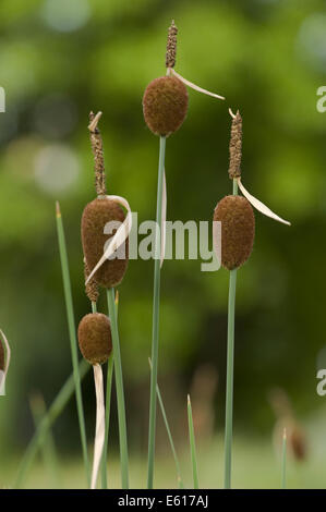 Dwarf Bulrush, Miniature Cattail, Least Bulrush (Typha minima ...