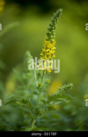 Fragrant Agrimony, agrimonia procera Stock Photo - Alamy