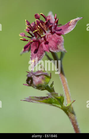 Purple Marshlocks (Comarum palustre) flowering on wet meadow near ...