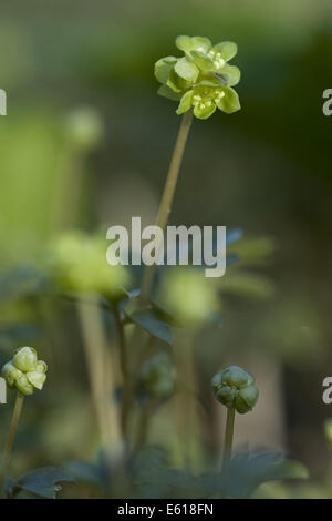 Moschatel, five-faced bishop, hollowroot, muskroot, tuberous crowfoot ...