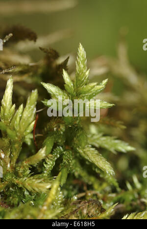 Tree Climacium Moss (Climacium dendroides Stock Photo - Alamy