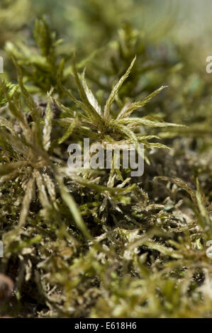 Climacium Mosses (Climacium Stock Photo - Alamy