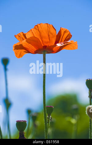 Iranian Poppy (Papaver bracteatum), flowering Stock Photo - Alamy