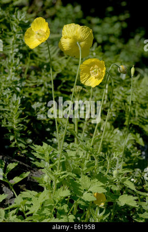 Welsh Poppy, Meconopsis cambrica, blossoms in Pruhonice, Czech Republic ...