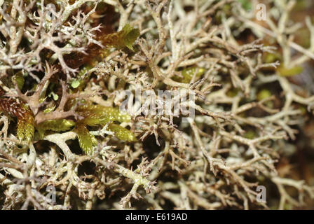 field dog lichen (Peltigera rufescens), Fungi, 1945 Liddes, Suisse ...