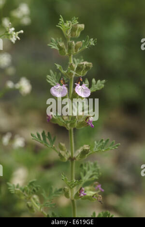 Cut-leaved Germander, Teucrium botrys in flower; rare plant in UK Stock ...