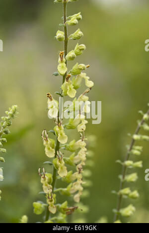 Cut Leaved germander, Cut-Leaved germander (Teucrium botrys), flowers ...