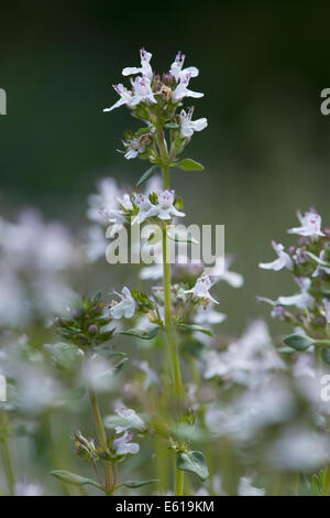 Common thyme (Thymus vulgaris), flowering, medicinal and aromatic plant ...