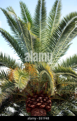 A closeup shot of palm tree leaves against a blue sky Stock Photo - Alamy