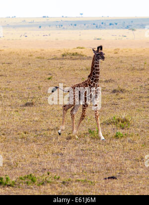 baby giraffe running Stock Photo - Alamy