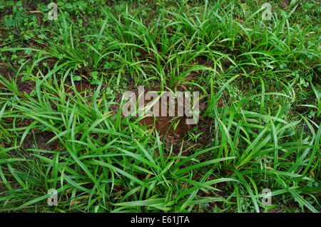 Puddle of water surrounded by muddy grass Stock Photo - Alamy