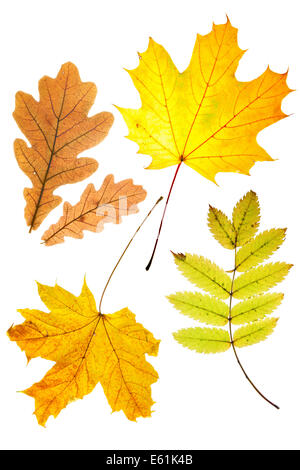 Close-up of the oak-leaf rowan berries on the tree Stock Photo - Alamy