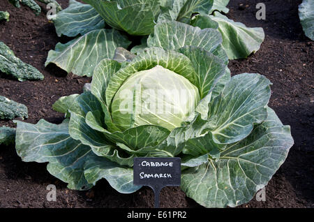Cabbage 'Samarsh' growing in soil Stock Photo - Alamy
