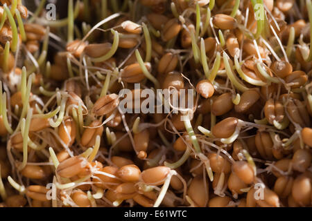 Wheat seed germinating showing root development and short coleoptile ...