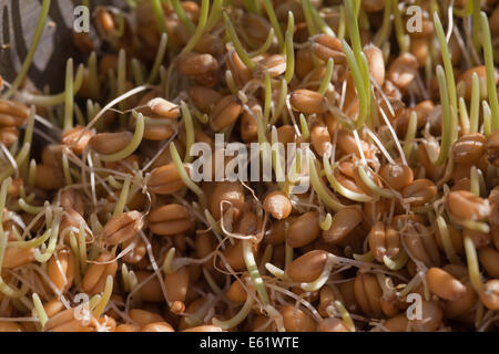 Wheat seed germinating showing root development and short coleoptile ...