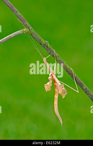 Pink winged stick insect (Sipyloidea Sipylus), found in Southeast Asia ...