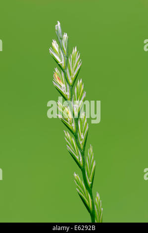 English ryegrass / Lolium perenne / Deutsches Weidelgras, Ausdauernder ...