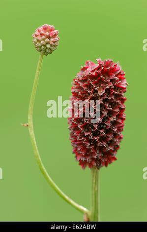 Great Burnet, Greater Burnet or Greater Salad Burnet (Sanguisorba ...