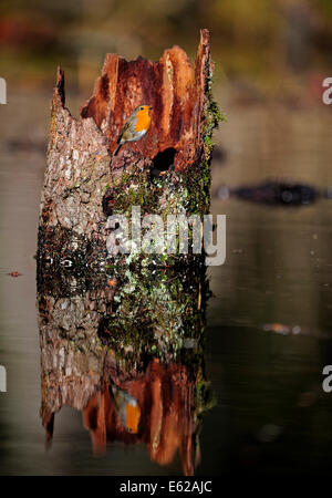 Robin (Erithacus rubecula) in flooded margin of winter reedbed at RSPB ...