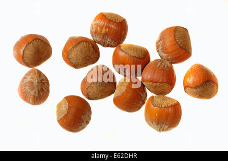 Hazelnut (Corylus avellana Stock Photo - Alamy