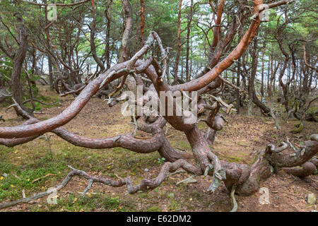 Old gnarled pine trees in a primeval forest Stock Photo - Alamy